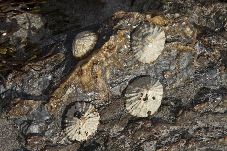 Common Limpet Edible Species Sea Snail Editorial Stock Photo - Stock ...