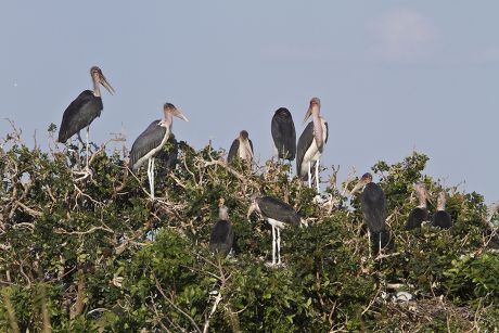Marabou Stork Nesting Colony Okavango Delta Editorial Stock Photo ...