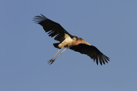 Marabou Stork Flightokavango Delta Botswana Marabous Editorial Stock ...