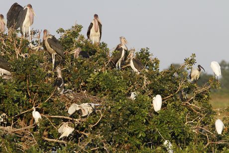 Nesting Colony Marabou Storks Sacred Ibis Editorial Stock Photo - Stock ...