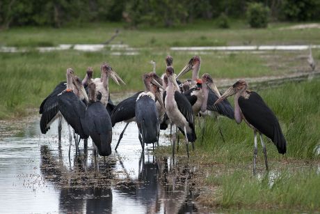 Marabou Storks Group Okavango Delta Botswana Editorial Stock Photo ...