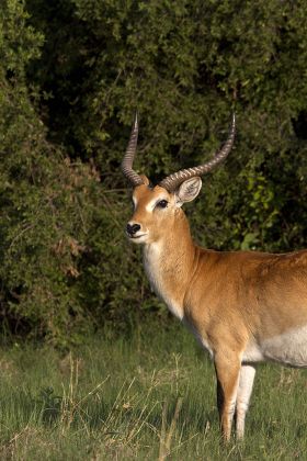 Male Red Lechwe Okavango Delta Near Editorial Stock Photo - Stock Image ...
