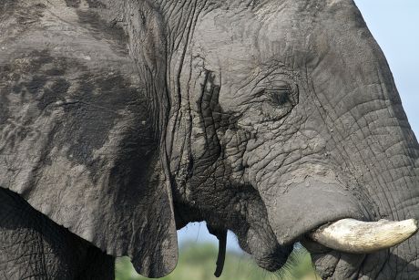 22 Eelephant Stock Pictures, Editorial Images and Stock Photos ...