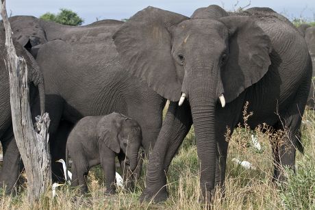 22 Eelephant Stock Pictures, Editorial Images and Stock Photos ...