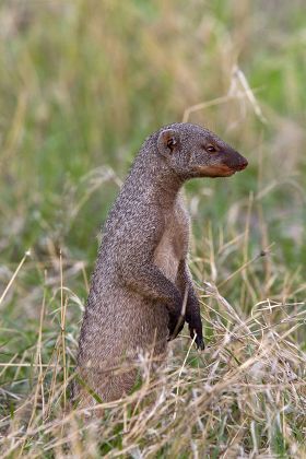 3 Muishond Stock Pictures, Editorial Images and Stock Photos | Shutterstock