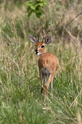 Male Steenbok Only Males Have Horns Editorial Stock Photo - Stock Image ...