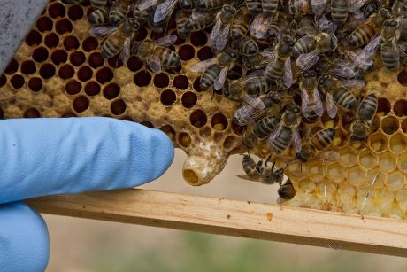 Pointing Out New Honey Bee Queen Editorial Stock Photo - Stock Image ...