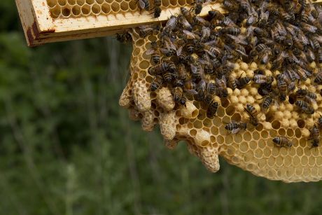 Cluster Queen Cells On Sacrificial Natural Editorial Stock Photo ...