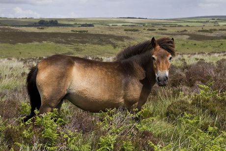 Exmoor Pony Horse Breed Native British Editorial Stock Photo - Stock ...