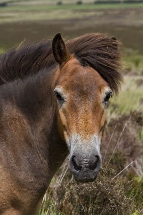 Exmoor Pony Horse Breed Native British Editorial Stock Photo - Stock ...