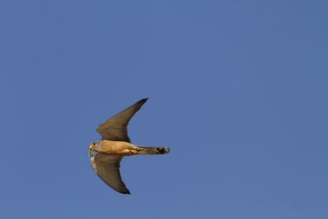 Lesser Kestrel Male Insect Prey Bill Editorial Stock Photo - Stock ...