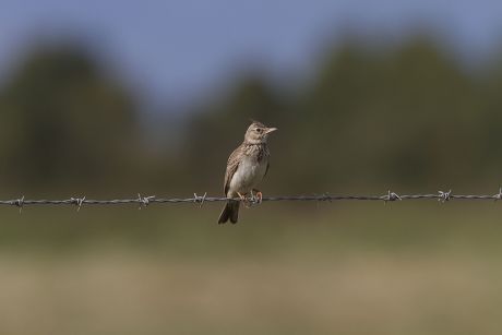 Crested Lark On Wire Fence Coto Editorial Stock Photo - Stock Image ...
