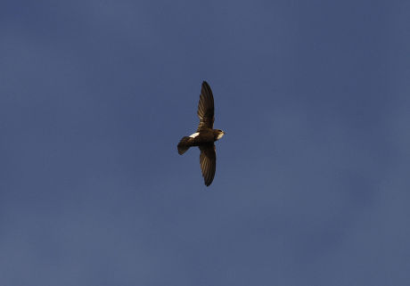 Little Swift Flight Sanlucar De La Editorial Stock Photo - Stock Image ...