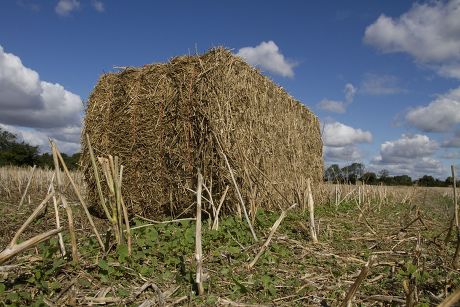 Oilseed Rape Straw Bales Editorial Stock Photo - Stock Image | Shutterstock