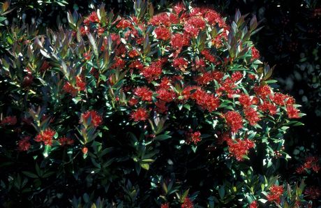 Southern Rata Metrosideros Umbellata Tree Endemic Editorial Stock Photo ...