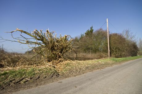 Very Badly Flailed Hedge Has Done Editorial Stock Photo - Stock Image ...