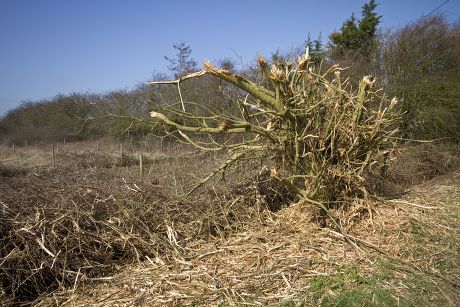 3 Ledging Stock Pictures, Editorial Images and Stock Photos | Shutterstock