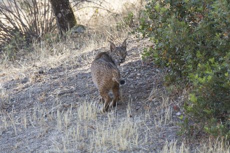 Another Name Iberian Lynx Pardel Lynx Editorial Stock Photo - Stock ...