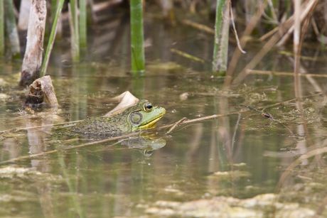 70 Bull pond Stock Pictures, Editorial Images and Stock Photos ...