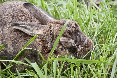 Rabbit Advanced Stages Myxomatosis Caused By Editorial Stock Photo ...