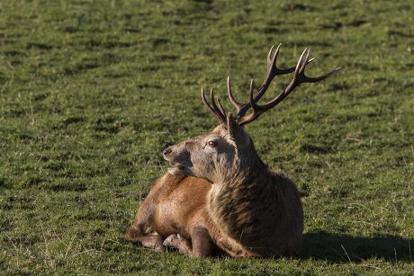 10 Point Red Deer Stag Resting Editorial Stock Photo - Stock Image ...