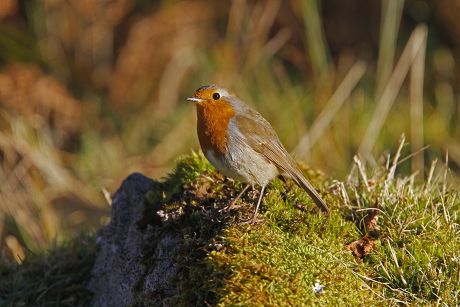 European Robin On Moss Editorial Stock Photo - Stock Image | Shutterstock