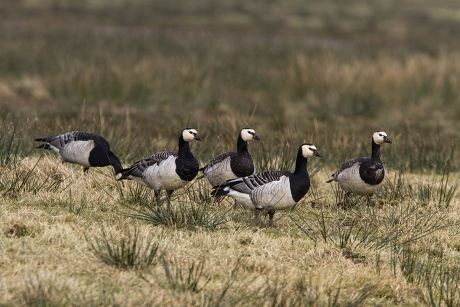 Barnacle Geese Feeding On Moorland Grass Editorial Stock Photo - Stock ...