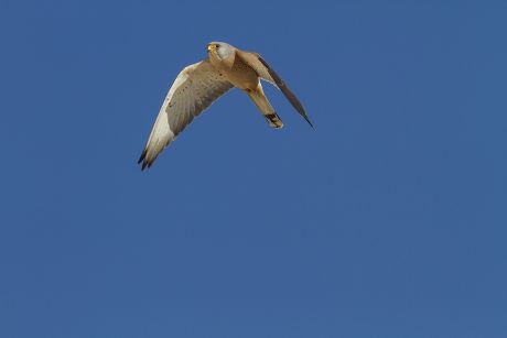 Lesser Kestrel Male Flight Extremadura Spain Editorial Stock Photo ...