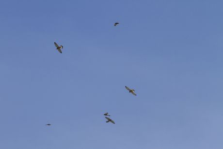 Flock Lesser Kestrels Flight Circling Old Editorial Stock Photo - Stock ...