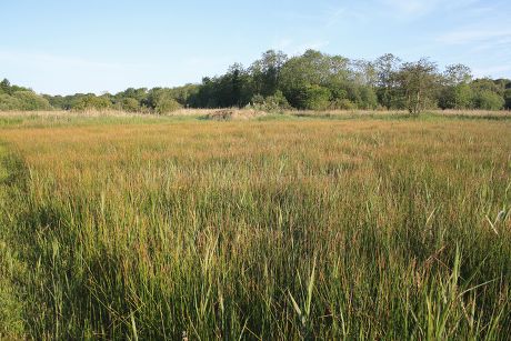 Fen Meadow Habitat Valley Fen Reserve Editorial Stock Photo - Stock ...