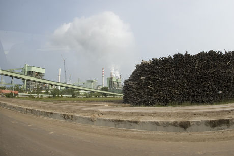 Tree Logs Ready Mill Riau Pulp Editorial Stock Photo - Stock Image ...