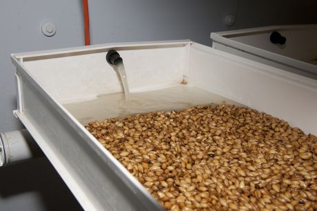 Barley Hordeum Vulgare Hydroponic Growing System Editorial Stock Photo ...