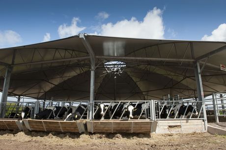 Cattle Farming Dairy Heifers Roundhouse Building Editorial Stock Photo ...