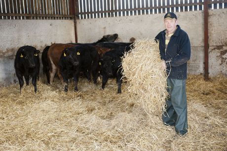 Cattle Farming Farmer Bedding Beef Cattle Editorial Stock Photo - Stock ...