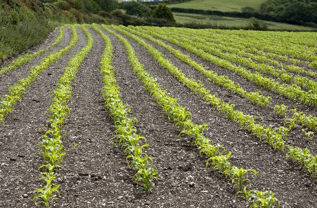 Maize Zea Mays Crop Grown Silage Editorial Stock Photo - Stock Image ...