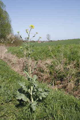Oilseed Rape Brassica Napus Flowering Growing Editorial Stock Photo ...