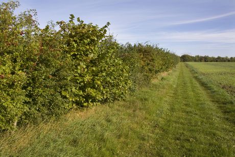 Conservation Hedgerow Field Margin Opened Footpath Editorial Stock ...