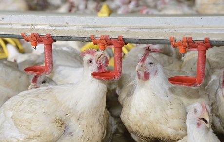 250 Broiler chickens Stock Pictures, Editorial Images and Stock Photos ...