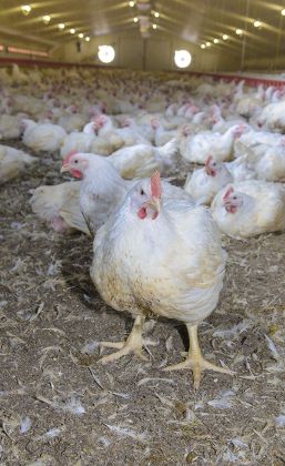 250 Broiler chickens Stock Pictures, Editorial Images and Stock Photos ...