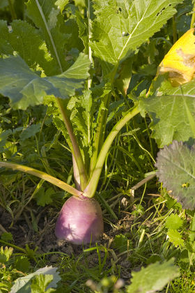 Turnip Brassica Rapa Var Rapa Mature Editorial Stock Photo - Stock ...