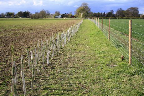Newly Planted Tree Saplings Protected Plastic Editorial Stock Photo ...