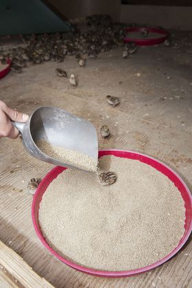 Gamebird Farming Gamekeeper Feeding Common Pheasant Editorial Stock ...