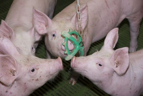 64 Weaners Stock Pictures, Editorial Images and Stock Photos | Shutterstock