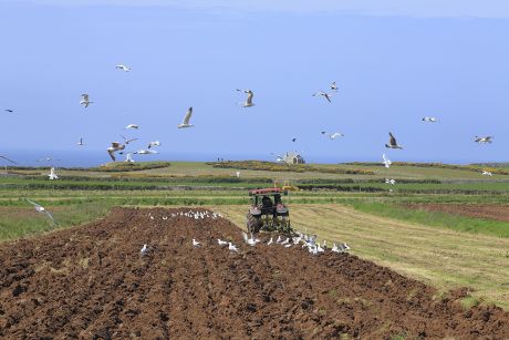 51 Gower farm Stock Pictures, Editorial Images and Stock Photos ...