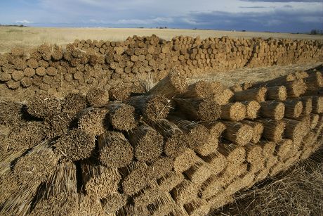 Reed Cutting Bundles Cut Reed Southern Editorial Stock Photo - Stock ...