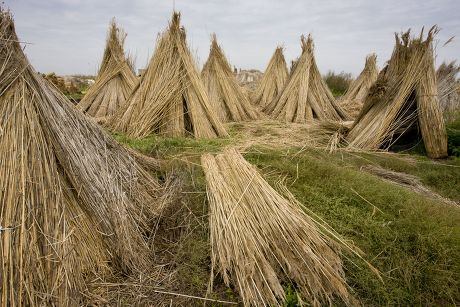 Reed Cutting Bundles Cut Reed Reedcutters Editorial Stock Photo - Stock ...
