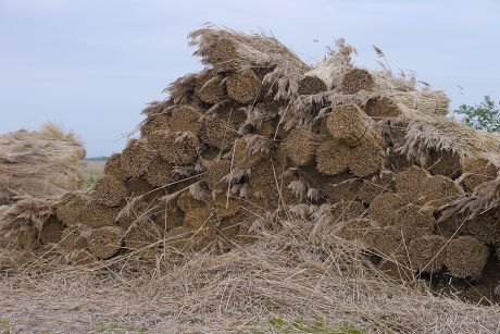 Reed Cutting Bundles Cut Reed Thatching Editorial Stock Photo - Stock ...