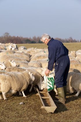 Sheep Farming Farmer Feeding Welsh Ewes Editorial Stock Photo - Stock ...