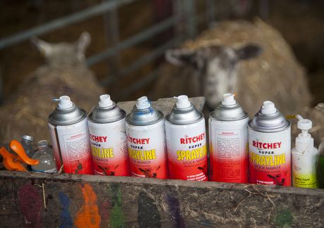 Sheep Farming Spray Stock Markers Trough Editorial Stock Photo - Stock ...