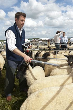 Sheep Farming Stockman Checking Sheep Electronic Editorial Stock Photo ...